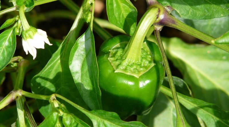 Capsicum annuum var. grossum: Sistemática, Cultivo...