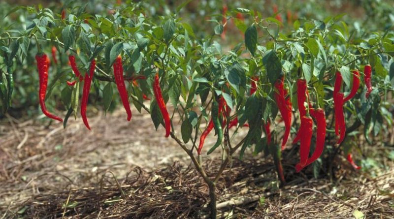 Capsicum annuum var. longum: Systematic, Cultivo...