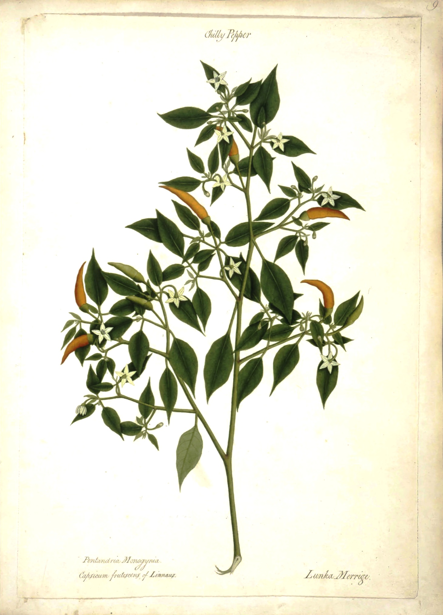 Capsicum frutescens: Systematics, Etymology, Habitat, Cultivation