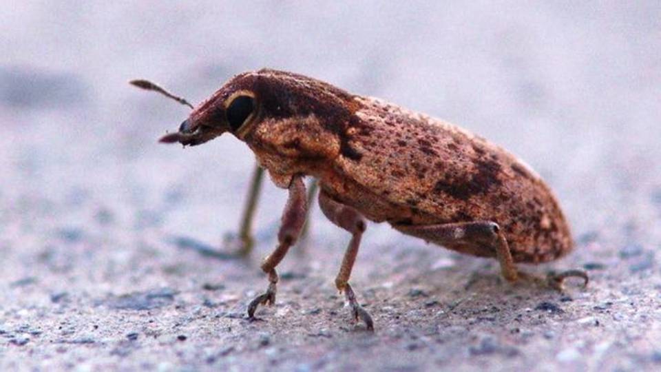 [:it]Conorhynchus mendicus: Sistematica, Habitat, Ciclo biologico ...