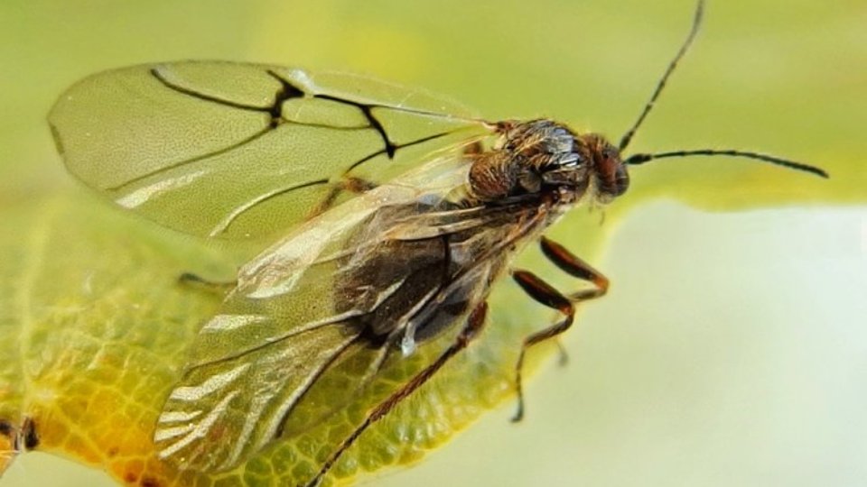 Cynips quercusfolii: Systematics, Habitat, Life cycle, Struggle ...