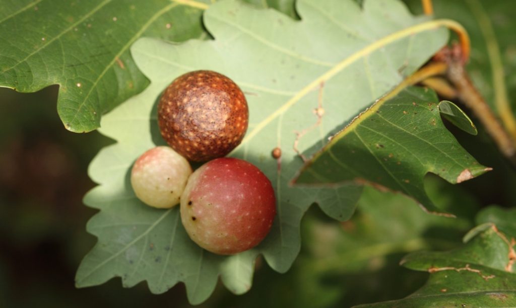 Cynips quercusfolii: Systematics, Habitat, Life cycle, Struggle ...