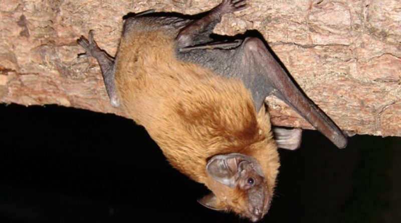 Nyctalus noctula: Sistemática, Hábitat, Biología, Rol Ecológico
