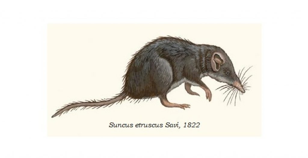 Suncus etruscus: systematics, habitat, biology, ecological role