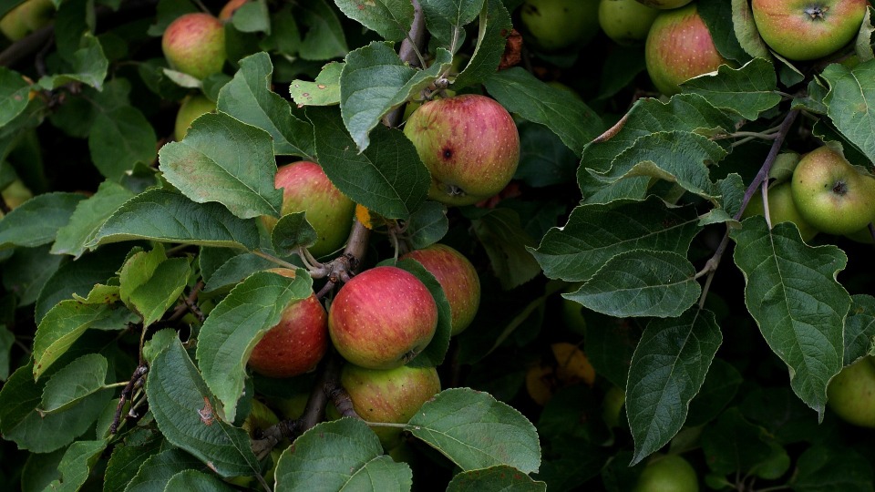 Apple tree cutting: propagation, difficulty, needs, rootstocks ...