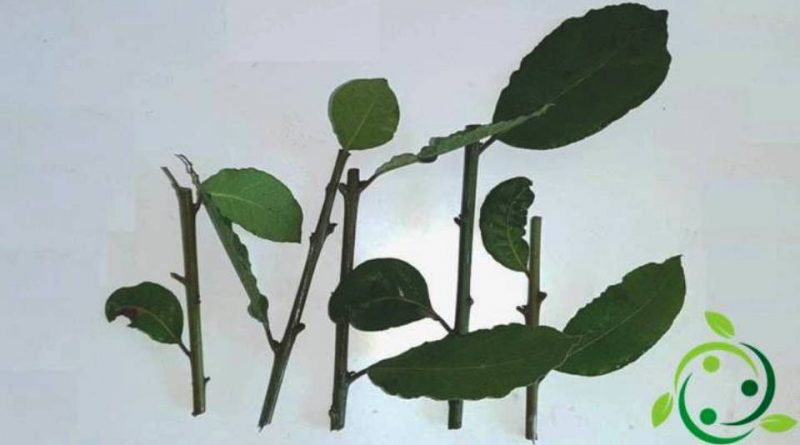 Come si prepara una talea di alloro: procedimento, tecnica, periodo