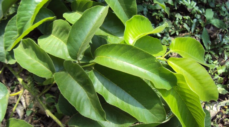 Castilla elastica: Sistemática, Etimología, Hábitat, Cultivo...