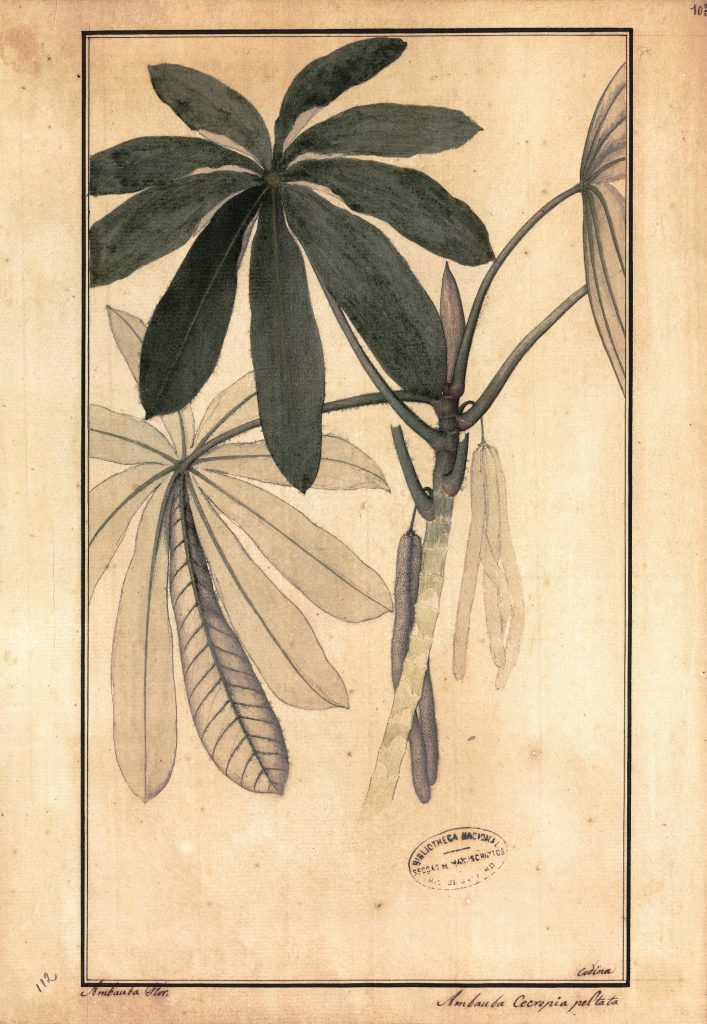 Cecropia peltata: Systematics, Etymology, Habitat, Cultivation ...