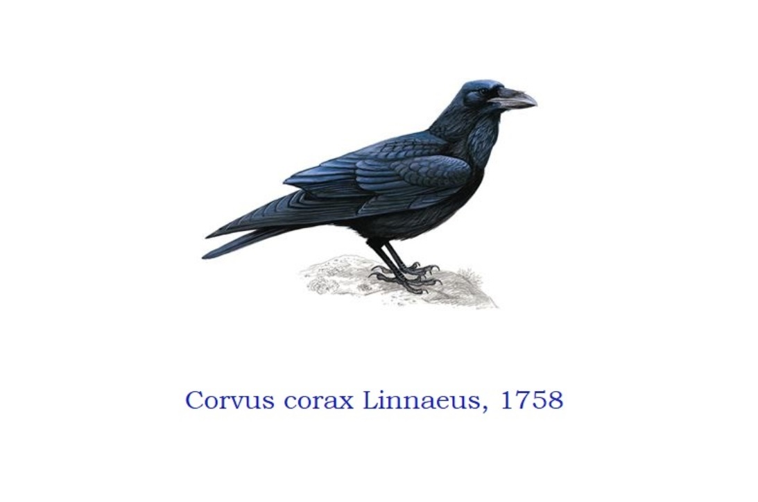Corvus corax: Sistematica, Habitat, Biologia, Ruolo Ecologico ...