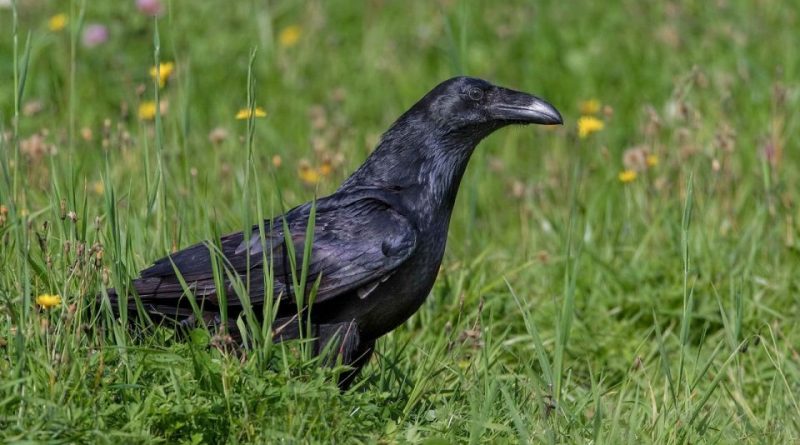 Corvus corax: Sistematica, Habitat, Biologia, Ruolo Ecologico ...