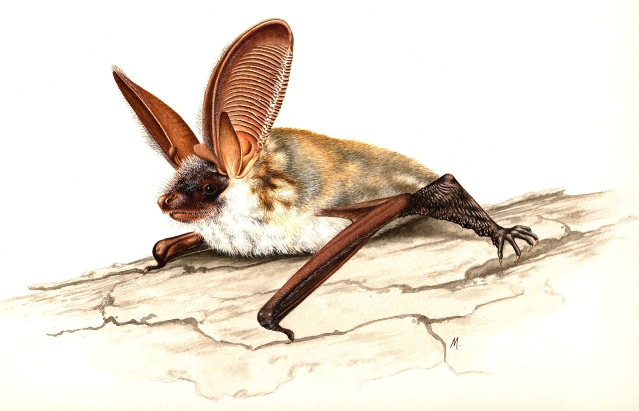 Plecotus austriacus: Systematics, Habitat, Biology, Ecological Role