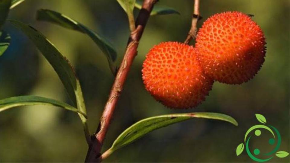 Come si prepara una talea di Corbezzolo: tecnica, consigli, metodi