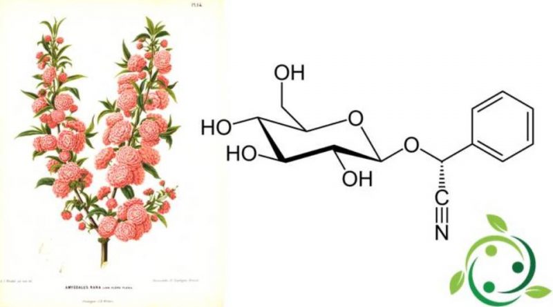 Prunasine: formula, occurrence in nature, biochemical role ...