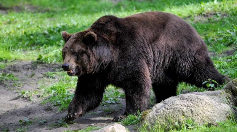 (Italiano) Ursus arctos: Sistematica, Habitat, Biologia, Ruolo ...