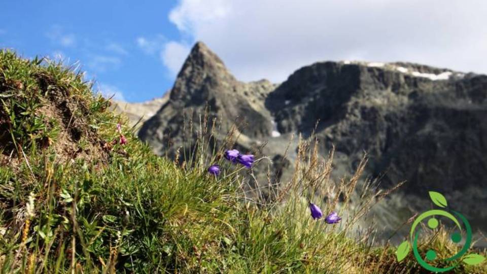 Acclimatization: meaning, adaptation process, physiology ...