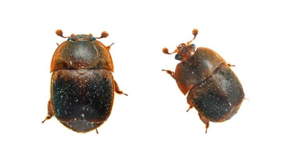[:it]Aethina tumida: Sistematica, Habitat, Ciclo biologico, Lotta ...[:]