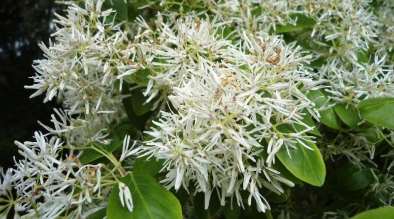 Chionanthus virginicus: Sistematica, Etimologia, Habitat, Coltivazione