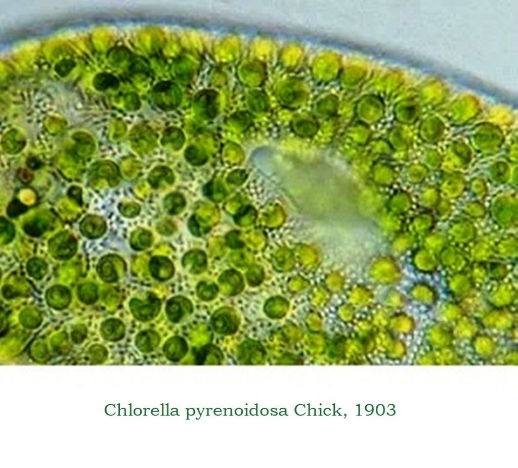 Chlorella pyrenoidosa: Sistemática, Hábitat, Cultivo
