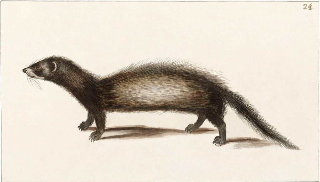 Mustela putorius: Systematics, Habitat, Biology, Ecological Role