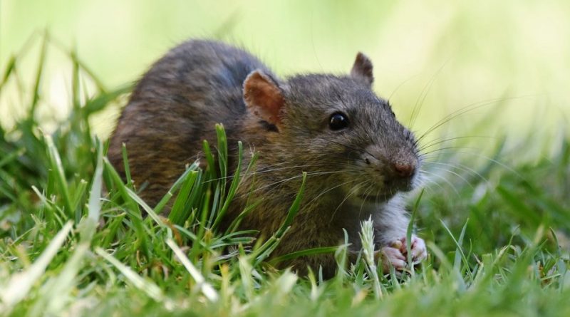 Rattus norvegicus: sistemática, hábitat, biología, función ecológica