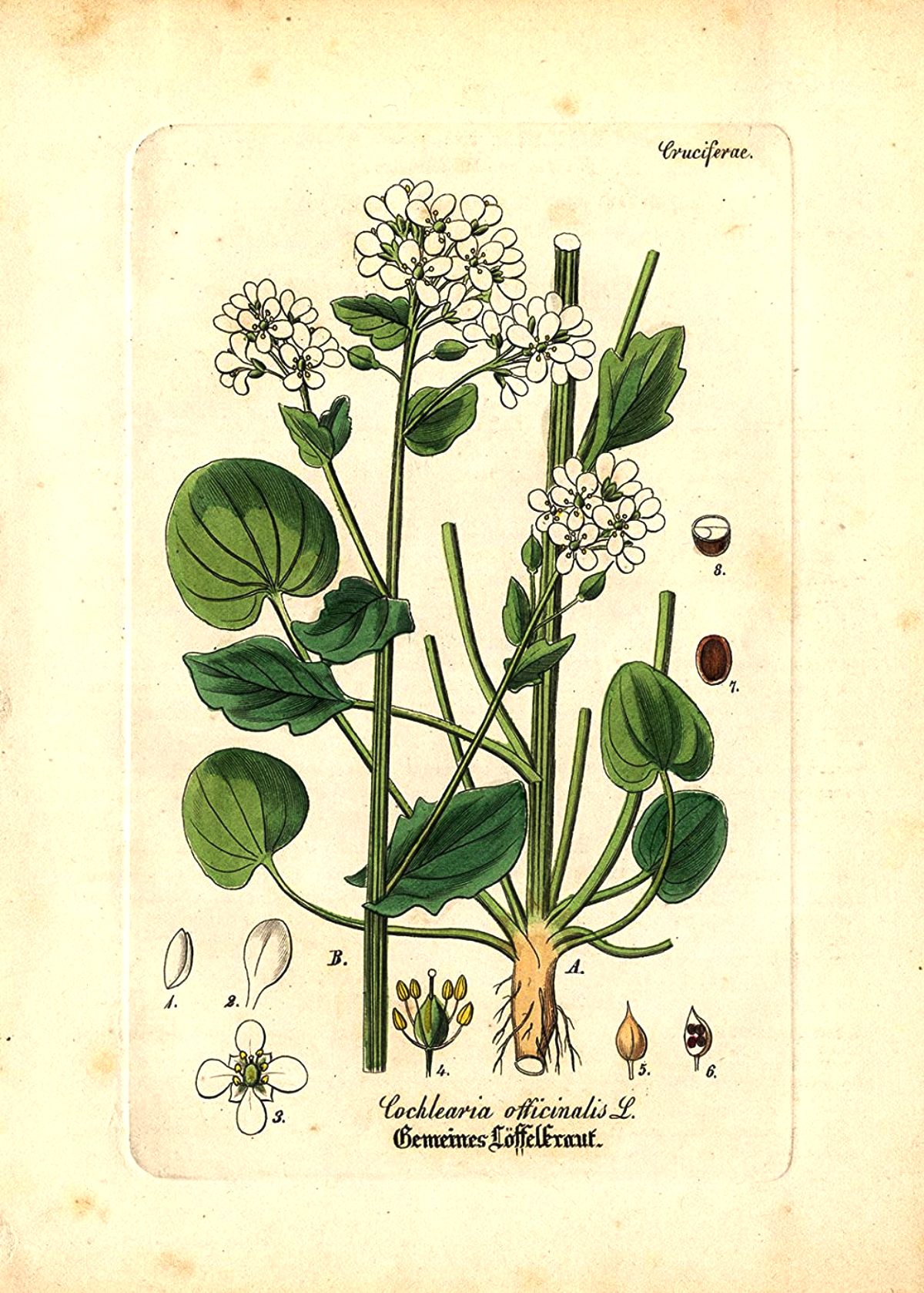 Cochlearia officinalis: Systematics, Etymology, Habitat, Cultivation
