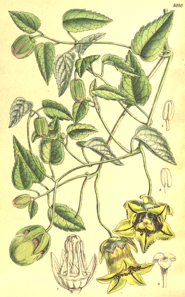 Codonopsis pilosula: Systematics, Etymology, Habitat, Cultivation