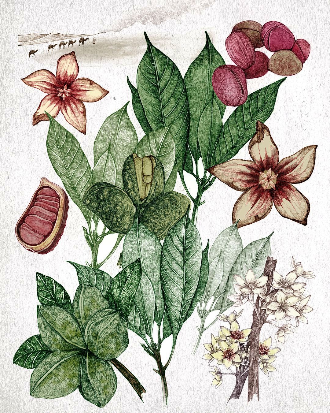 Cola nitida: Systematics, Etymology, Habitat, Cultivation ...