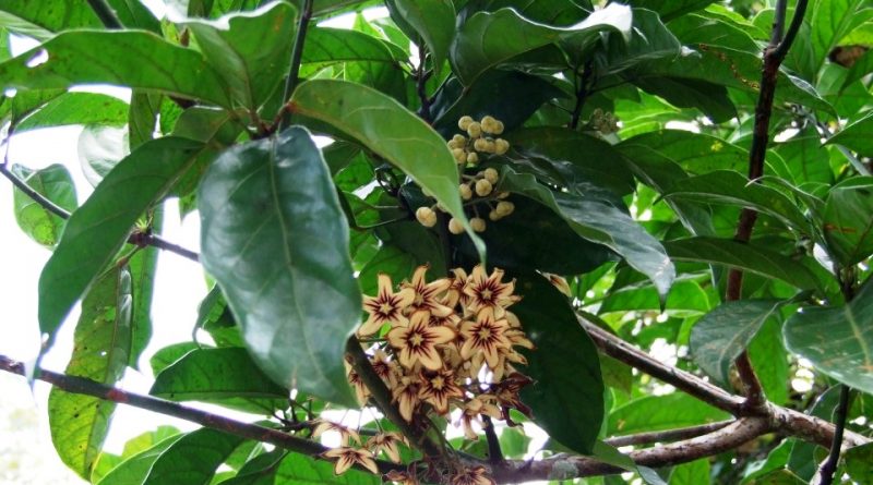 Propiedades y usos de la cola nitida Archivi - Un mundo ecosostenible