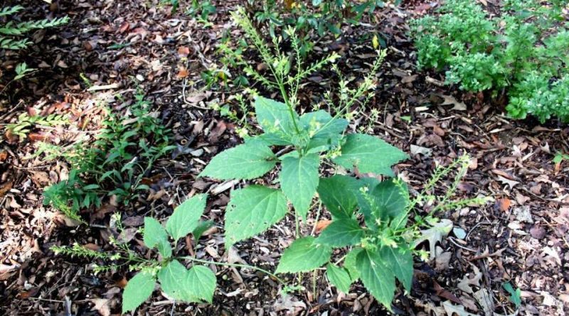 [:it]Collinsonia canadensis: Sistematica, Etimologia, Habitat ...