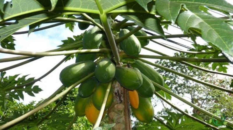 Come si coltiva la Papaya: tecnica, clima, substrato, irrigazione ... Come si coltiva la Papaya: tecnica, clima, substrato, irrigazione ...