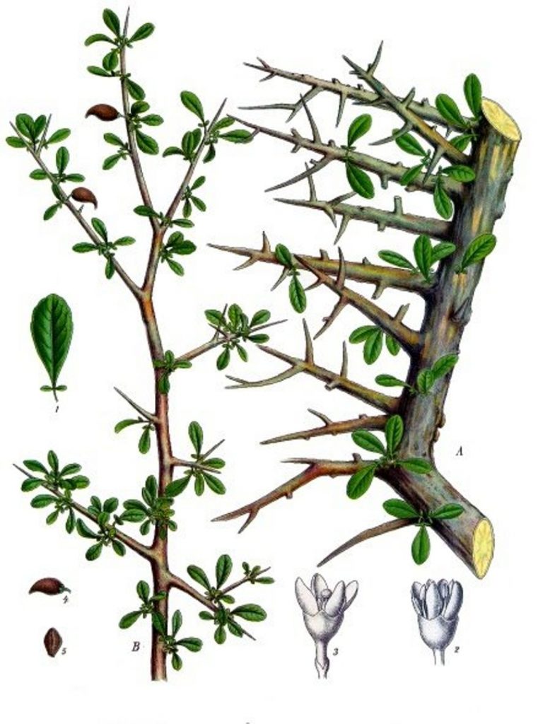 Commiphora myrrha: Systematics, Etymology, Habitat, Cultivation