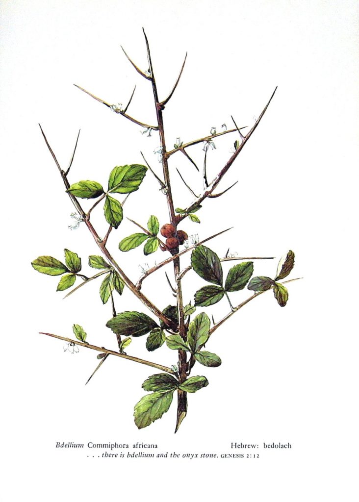 Commiphora africana: Sistemática, Hábitat, Cultivo