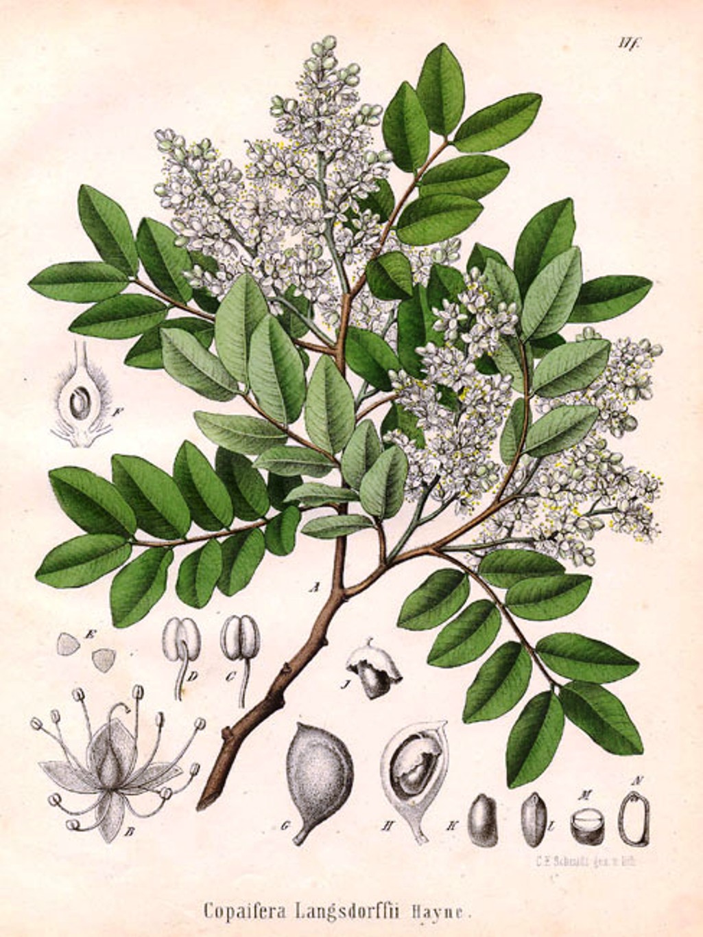 Copaifera langsdorffii: Sistemática, Hábitat, Cultivo