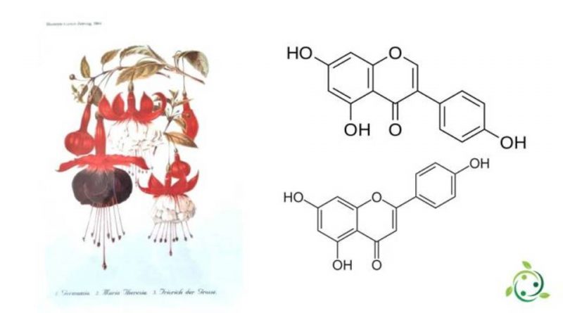 Flavonoides: característica bioquímica, funciones, presencia en...