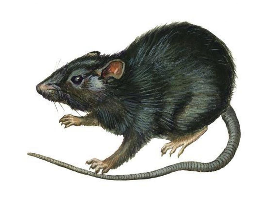 Rattus rattus: Sistemática, Hábitat, Biología, Rol Ecológico...