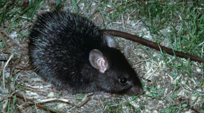 Biologia del ratto dei tetti Archivi - Un mundo ecosostenible