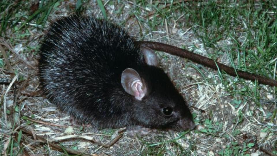 Rattus rattus: Sistematica, Habitat, Biologia, Ruolo Ecologico ...