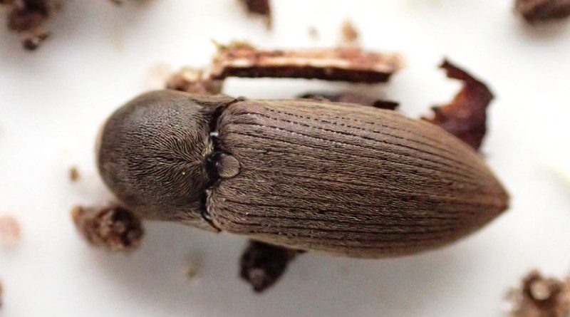 Agriotes obscurus: Systematics, Habitat, Life cycle, Struggle ...