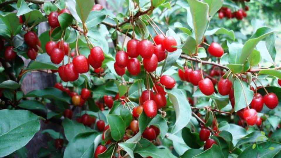 Cómo se cultiva el Goumi de Japón: técnica, suelo, poda
