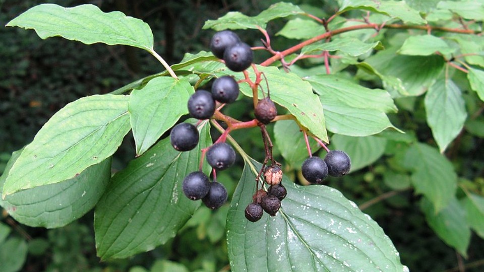 Cornus sanguinea: Systematics, Etymology, Habitat, Cultivation