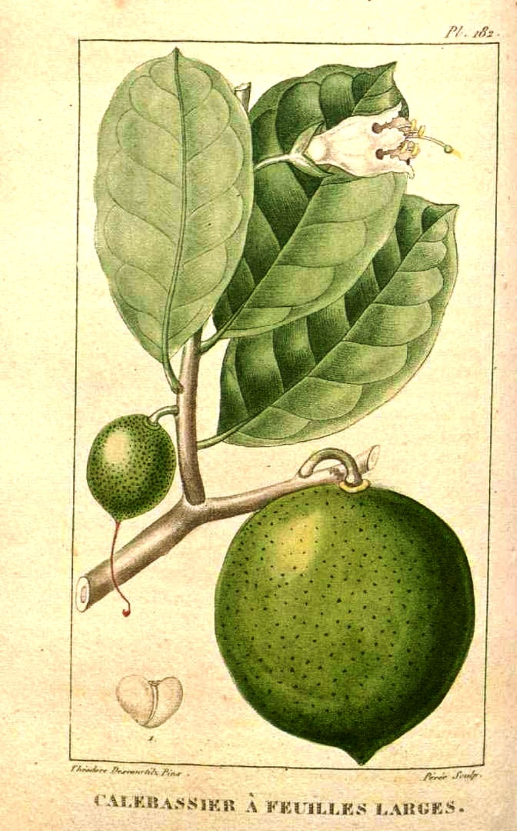 Crescentia cujete: Systematics, Etymology, Habitat, Cultivation