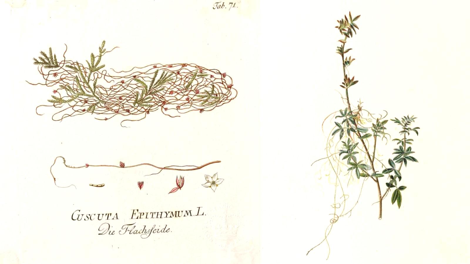 Cuscuta epithymum: Systematics, Etymology, Habitat, Cultivation