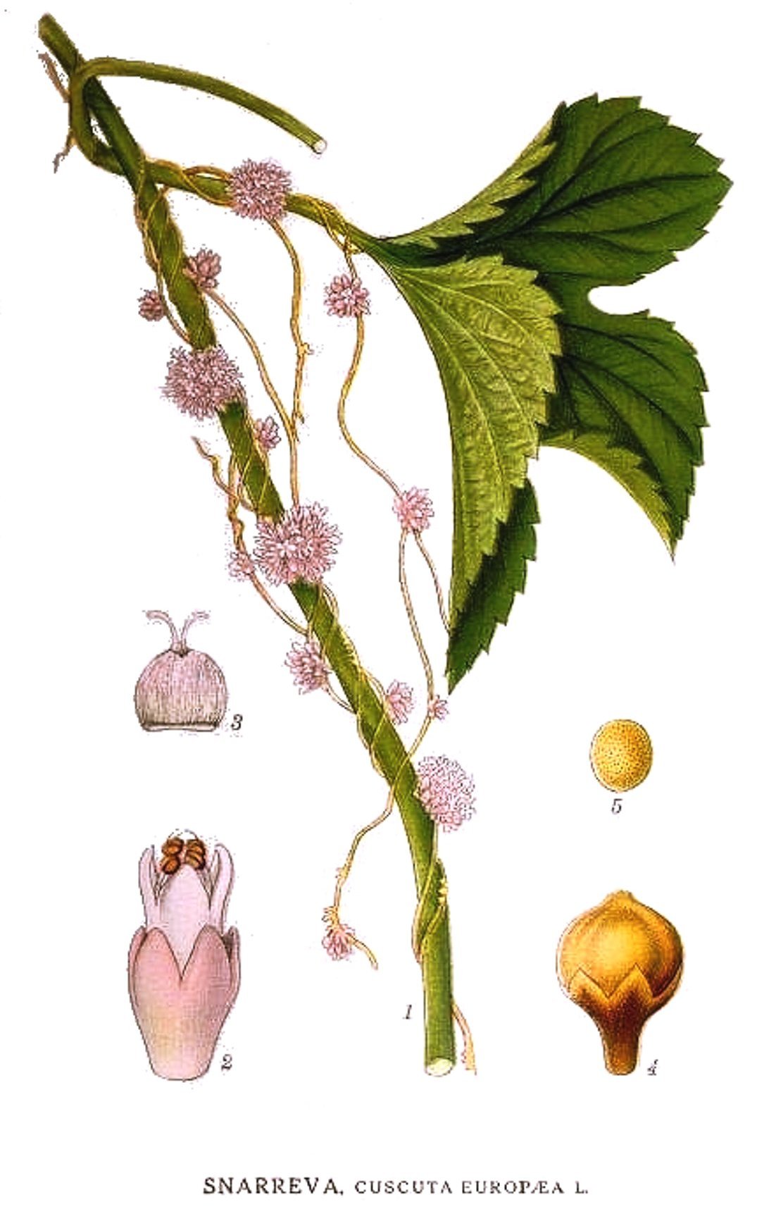 Cuscuta europaea: Sistematica, Etimologia, Habitat, Coltivazione