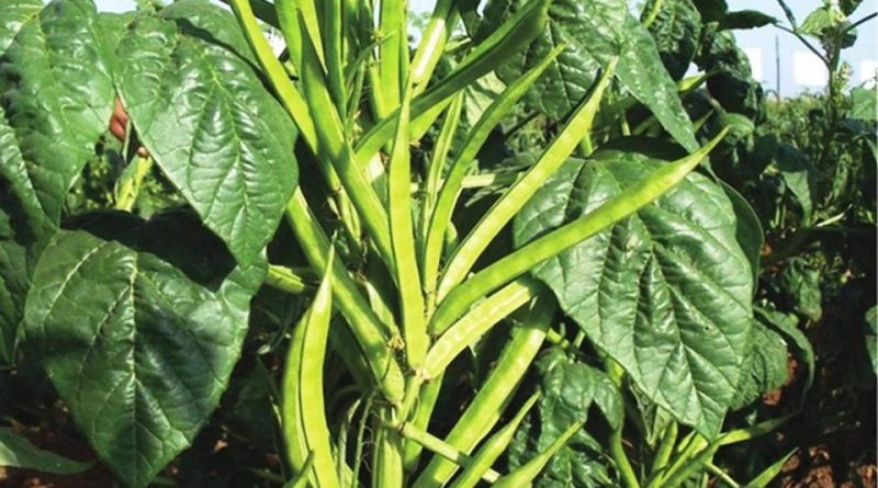 Cyamopsis tetragonoloba: Sistematica, Etimologia, Habitat, Coltivazione