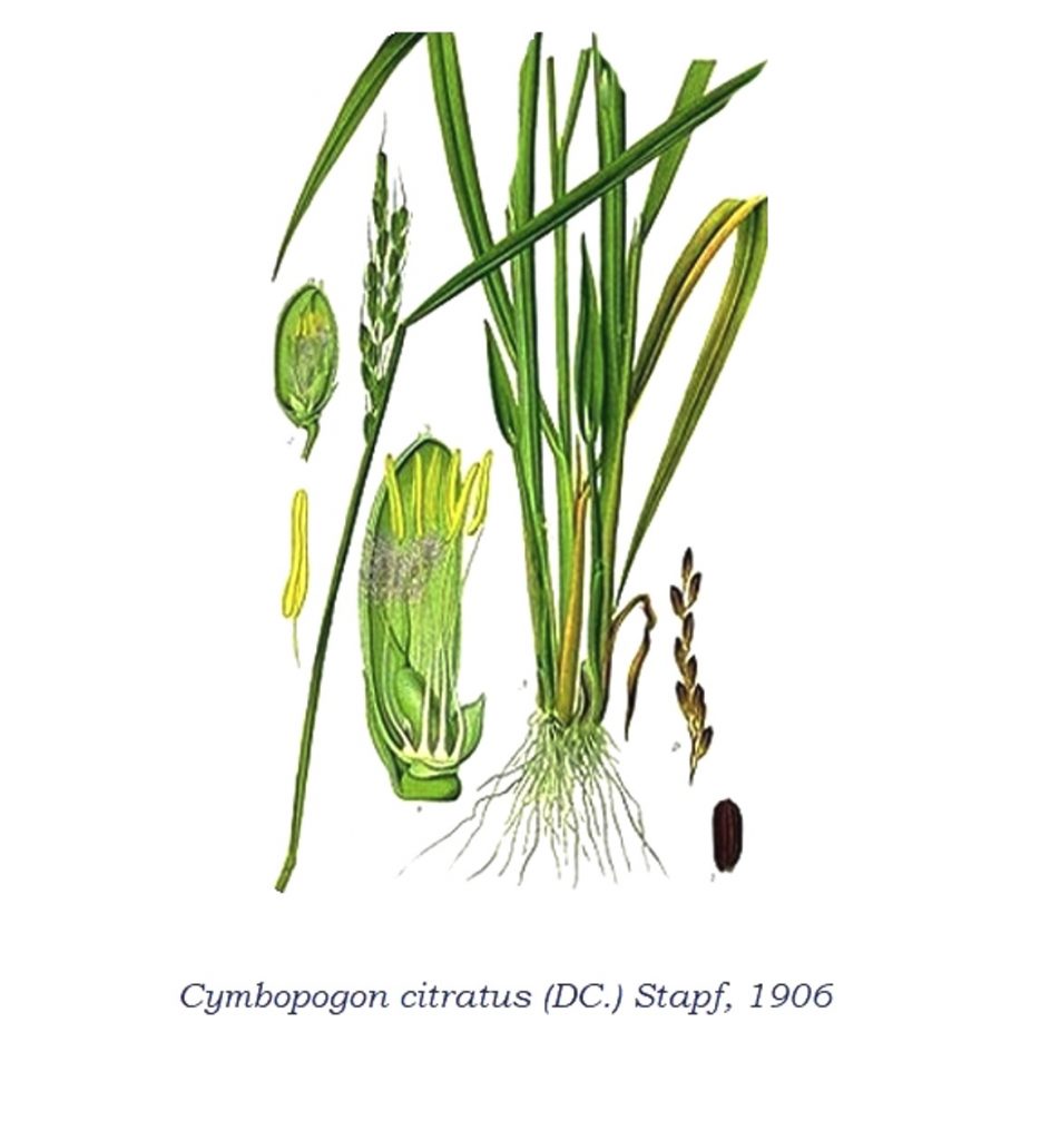 Cymbopogon citratus: Systematics, Habitat, Cultivation