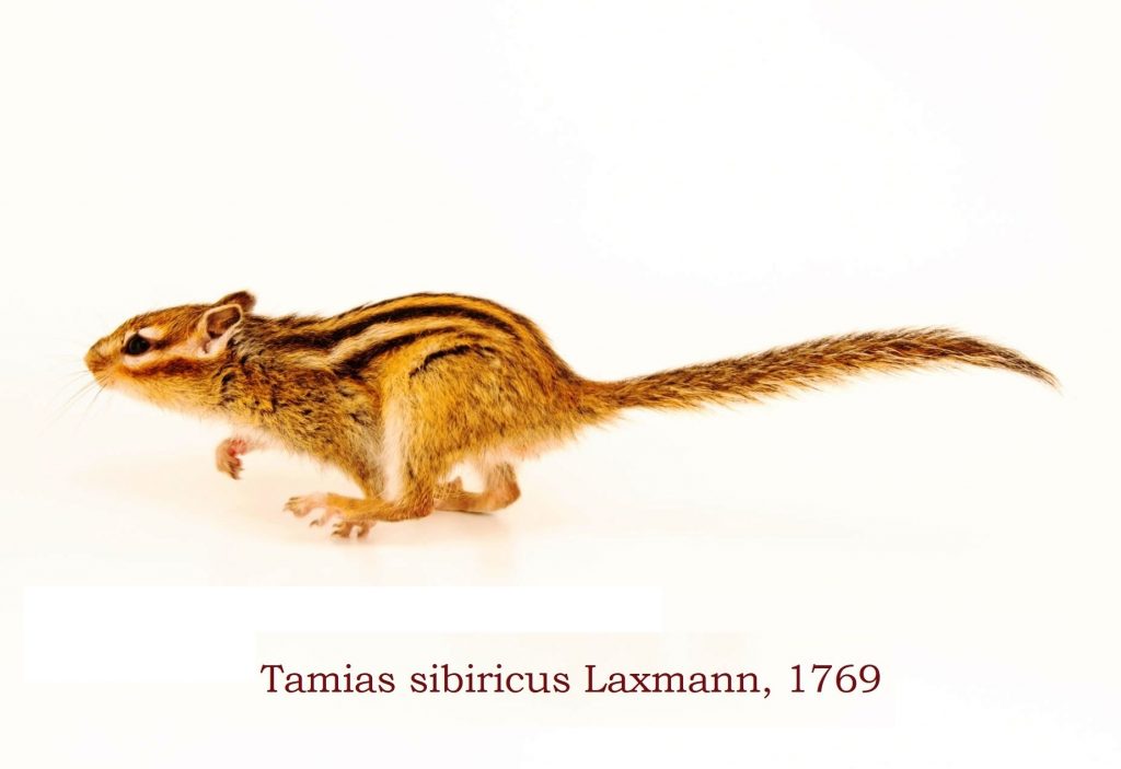 Tamias Sibiricus Systematics Habitat Biology Ecological Role