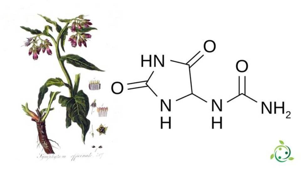 Allantoin: formula, occurrence in nature, properties, uses ...