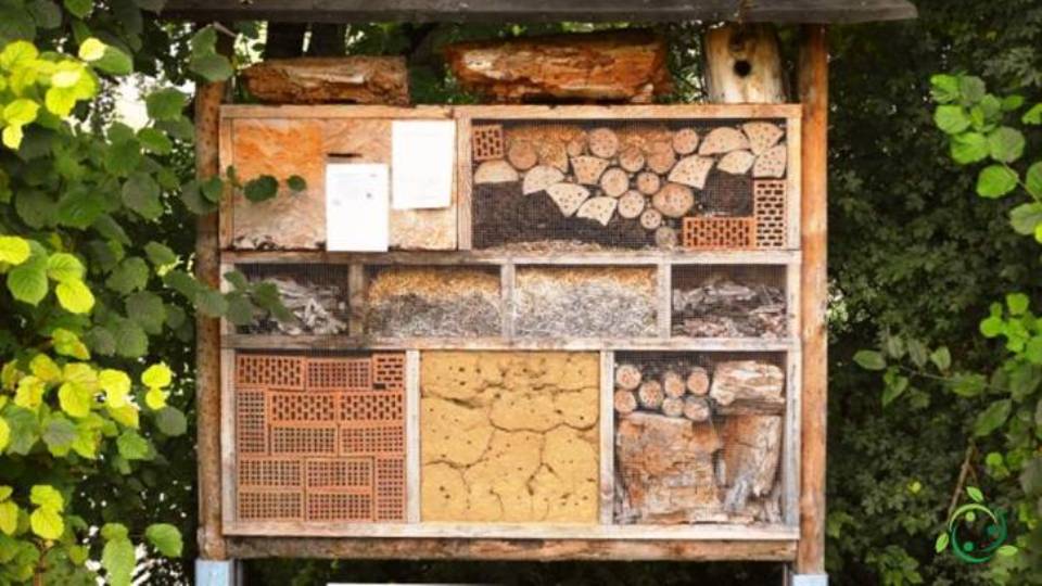Houses and shelters for insects: how to make them, advice ...