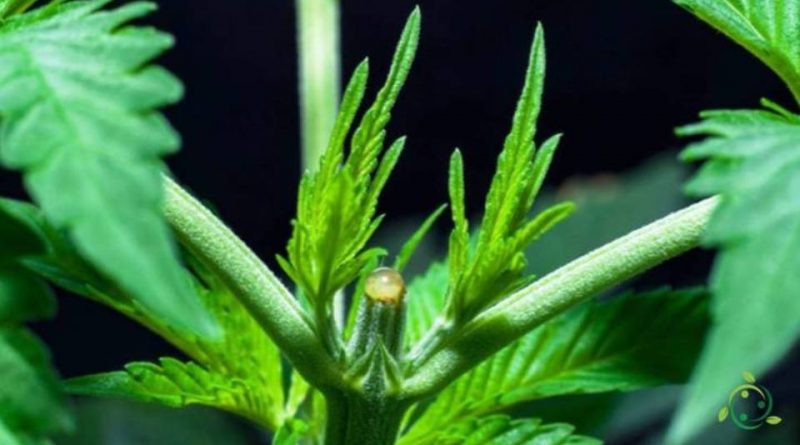 Definition and meaning of topping Archivi - Un Mondo Ecosostenibile