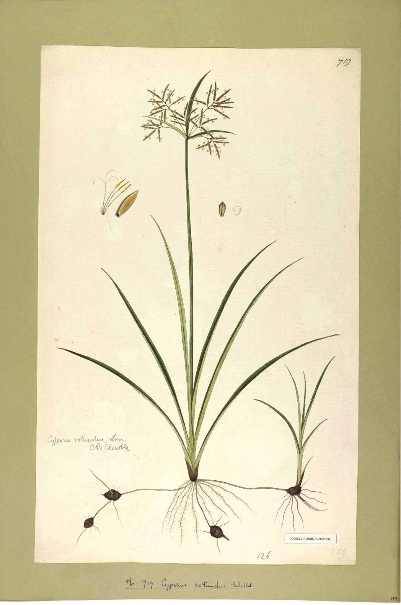 Cyperus rotundus: Systematics, Etymology, Habitat, Cultivation